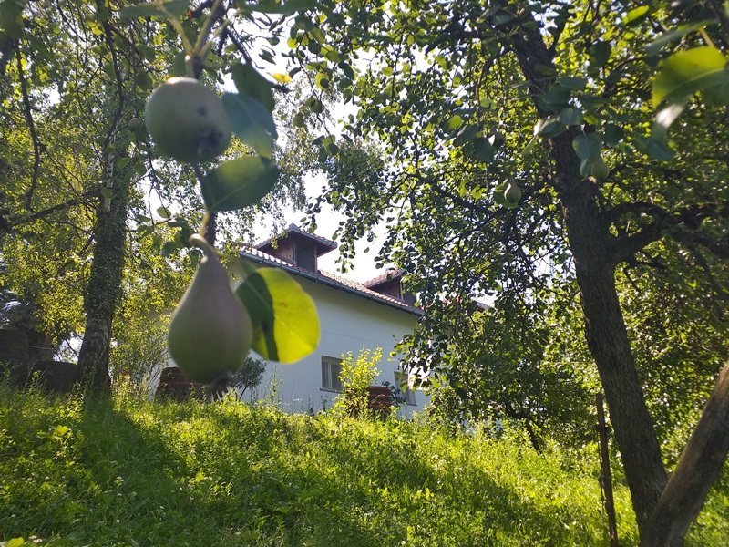 Lokalne banke semena žele da vrate stare sorte na trpeze i ponude ih ...